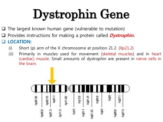 pcr & dystrophin gene