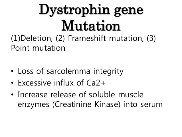 pcr & dystrophin gene