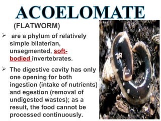 The Triplobastic, Acoelomate Body Plan | PPT