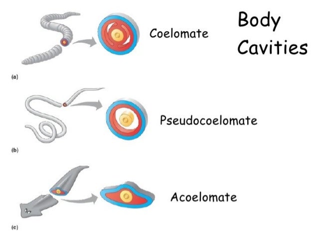 The Triplobastic Acoelomate Body Plan