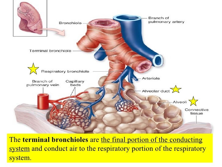 Respiratory System