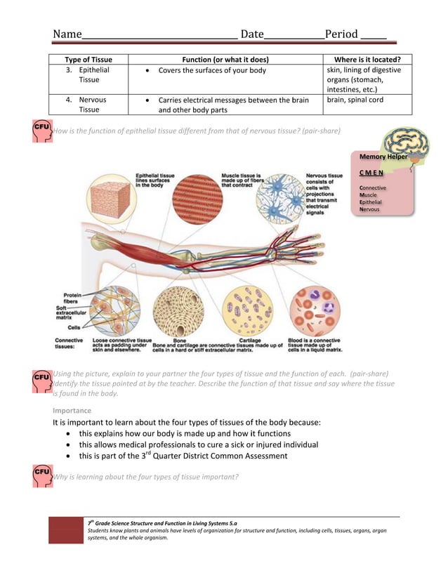 Cell & Tissue Handout | PDF