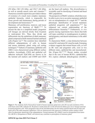 A Leading Role of Stem Cells in Breast Malignant Cells | PDF