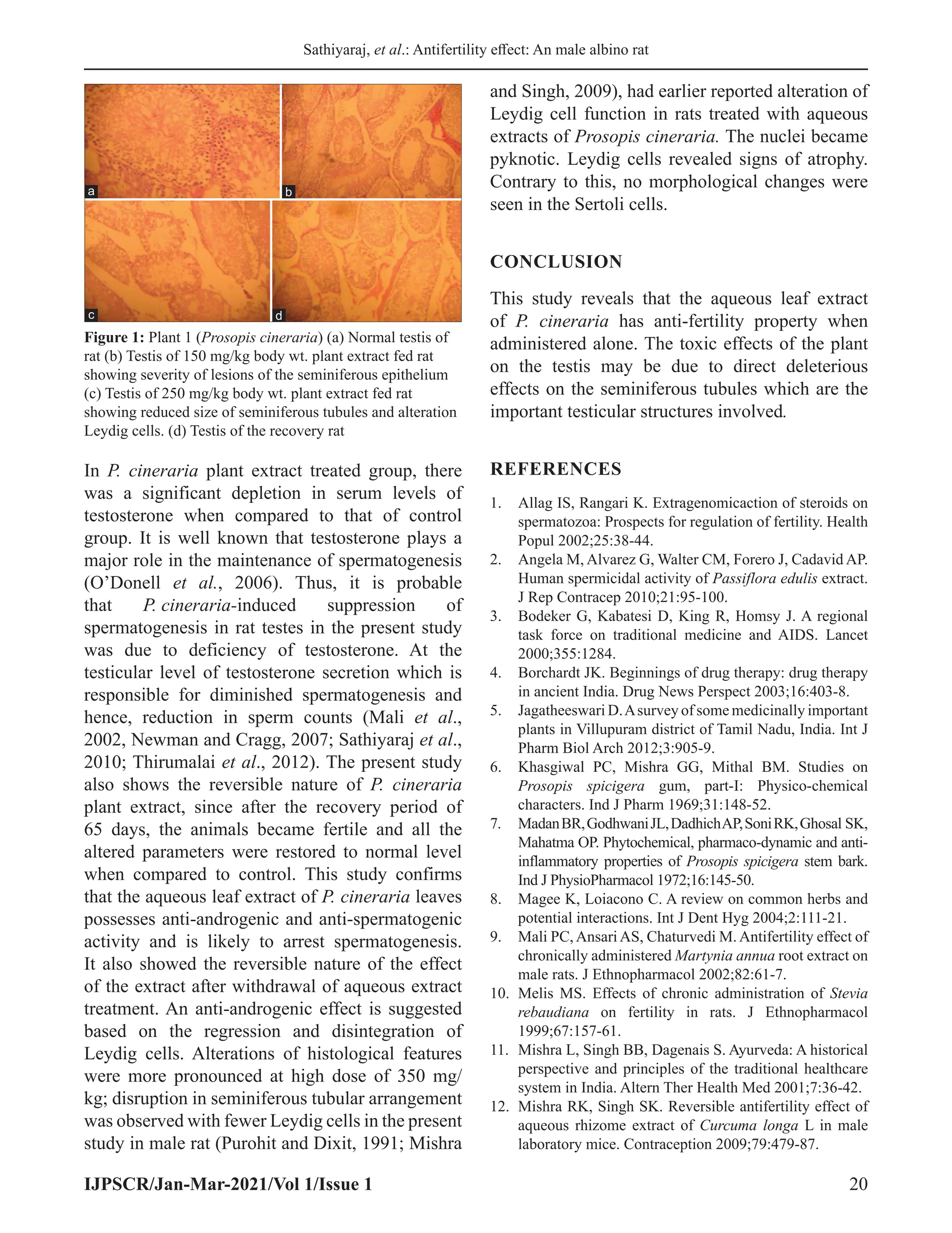 Antifertility Effect of Aqueous Leaf Extract of Prosopis cineraria in ...