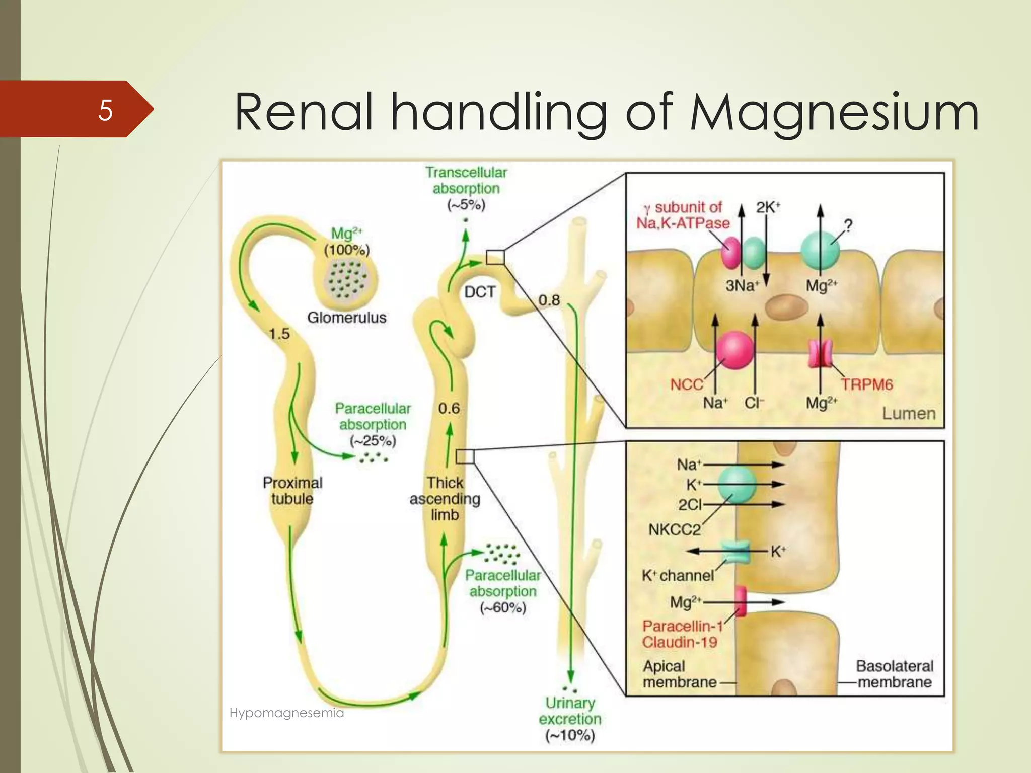 Magnesium Homeostasis and disorders | PPTX