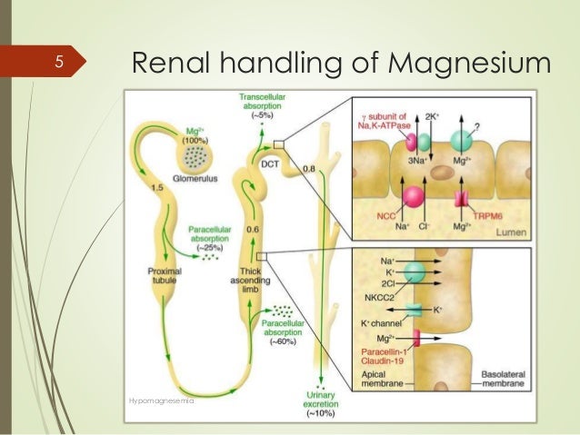 Magnesium Homeostasis and disorders