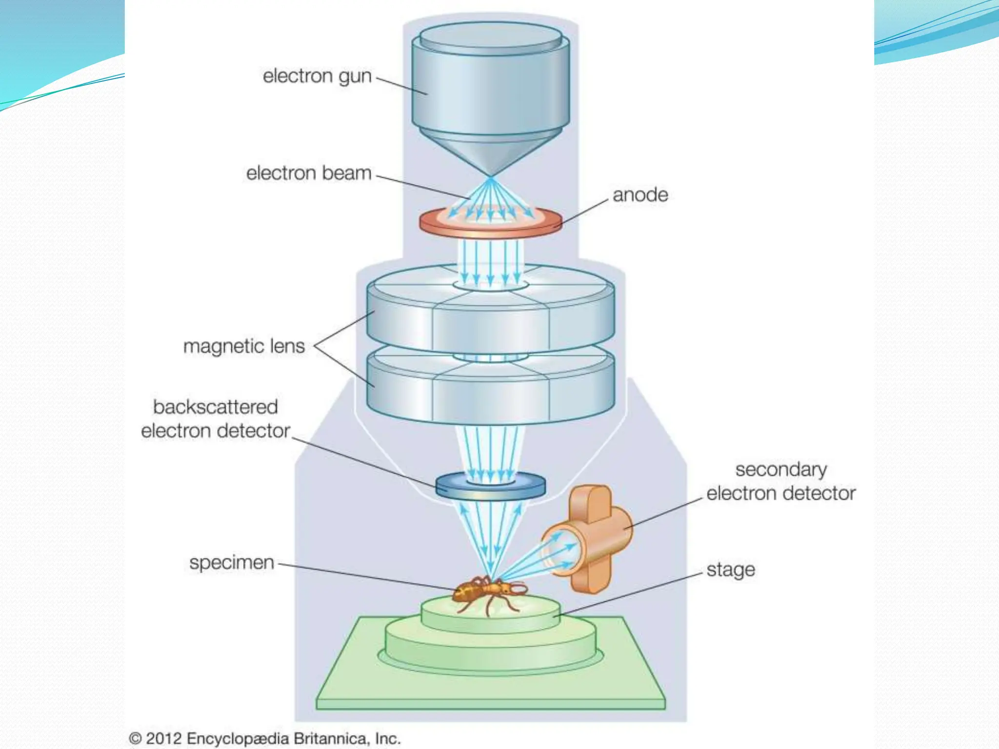 Electron_Microscope-Microbiology_3rd_sem_B.pharm.pptx