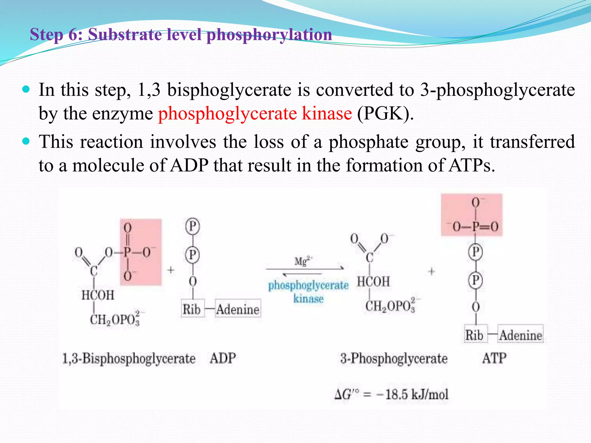 Entner Doudoroff pathway | PPTX