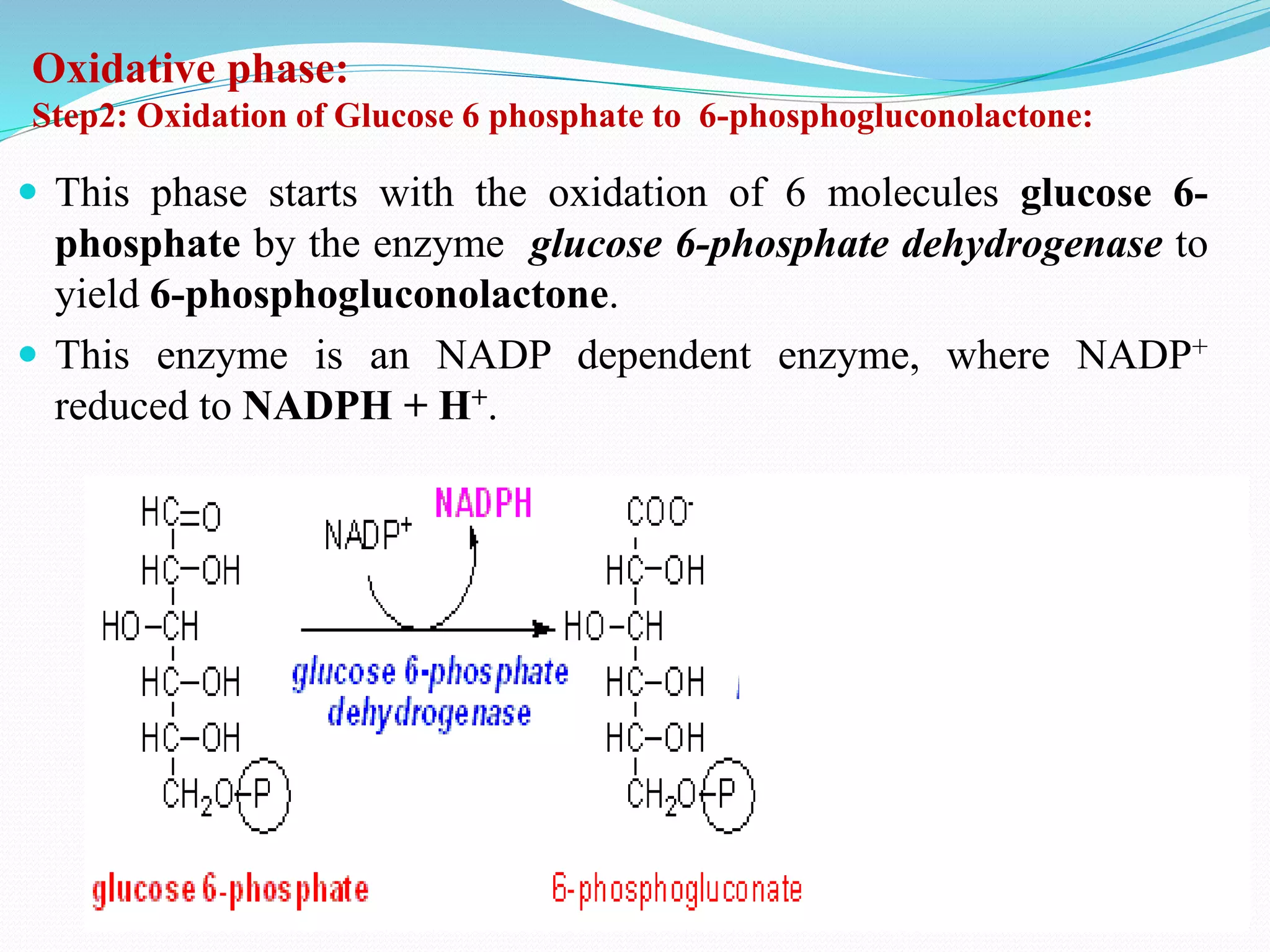 Entner Doudoroff pathway | PPTX