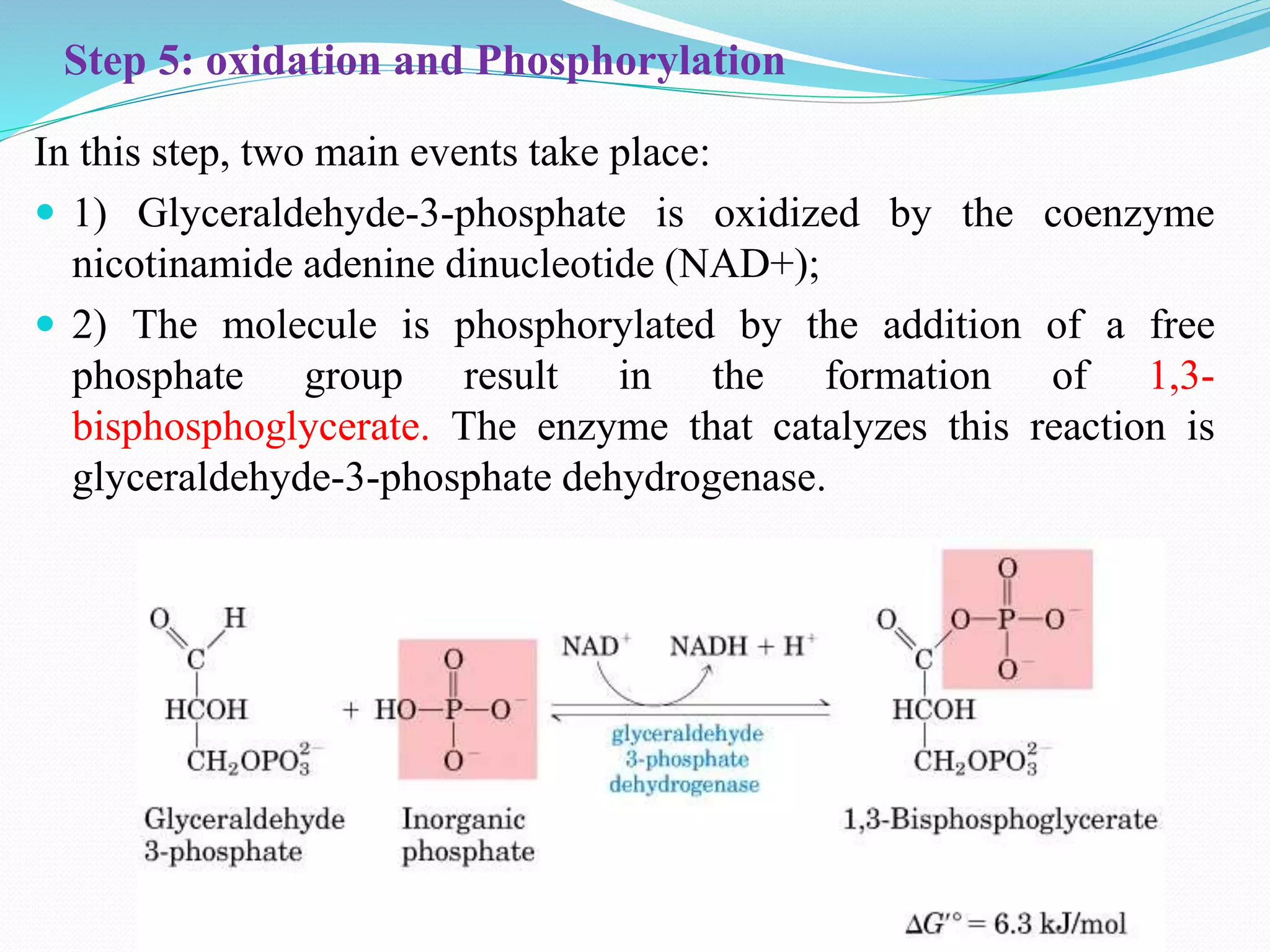 Entner Doudoroff pathway | PPTX