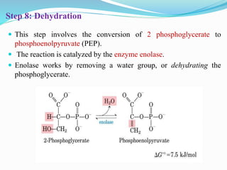 Entner Doudoroff pathway | PPTX
