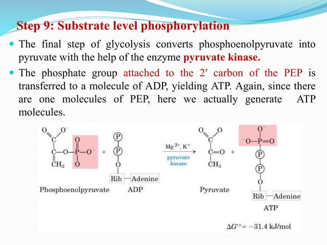 Entner Doudoroff pathway | PPTX | Chemistry | Science