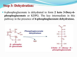 Entner Doudoroff pathway | PPTX