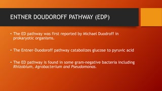 Entener dudorooff pathway.pptx | Chemistry | Science