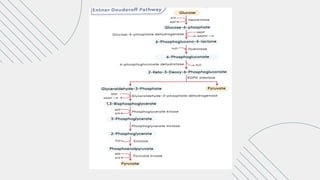 ED PATHWAY - introduction, Steps involved in ED pathway | PPTX