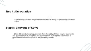 ED PATHWAY - introduction, Steps involved in ED pathway | PPTX