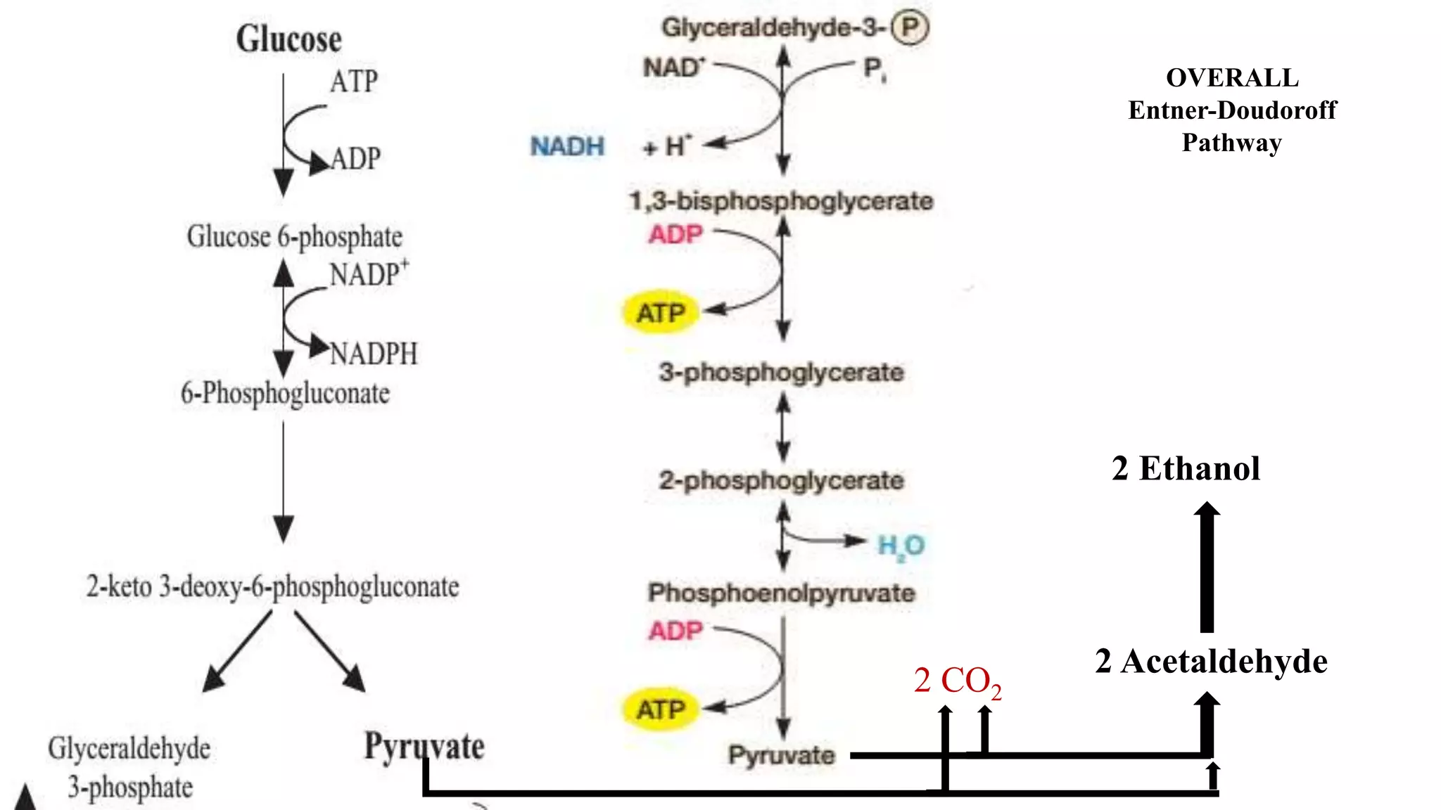 EDP pathway and comparision with PP pathway, EMpathway, Glycolysis | PPT