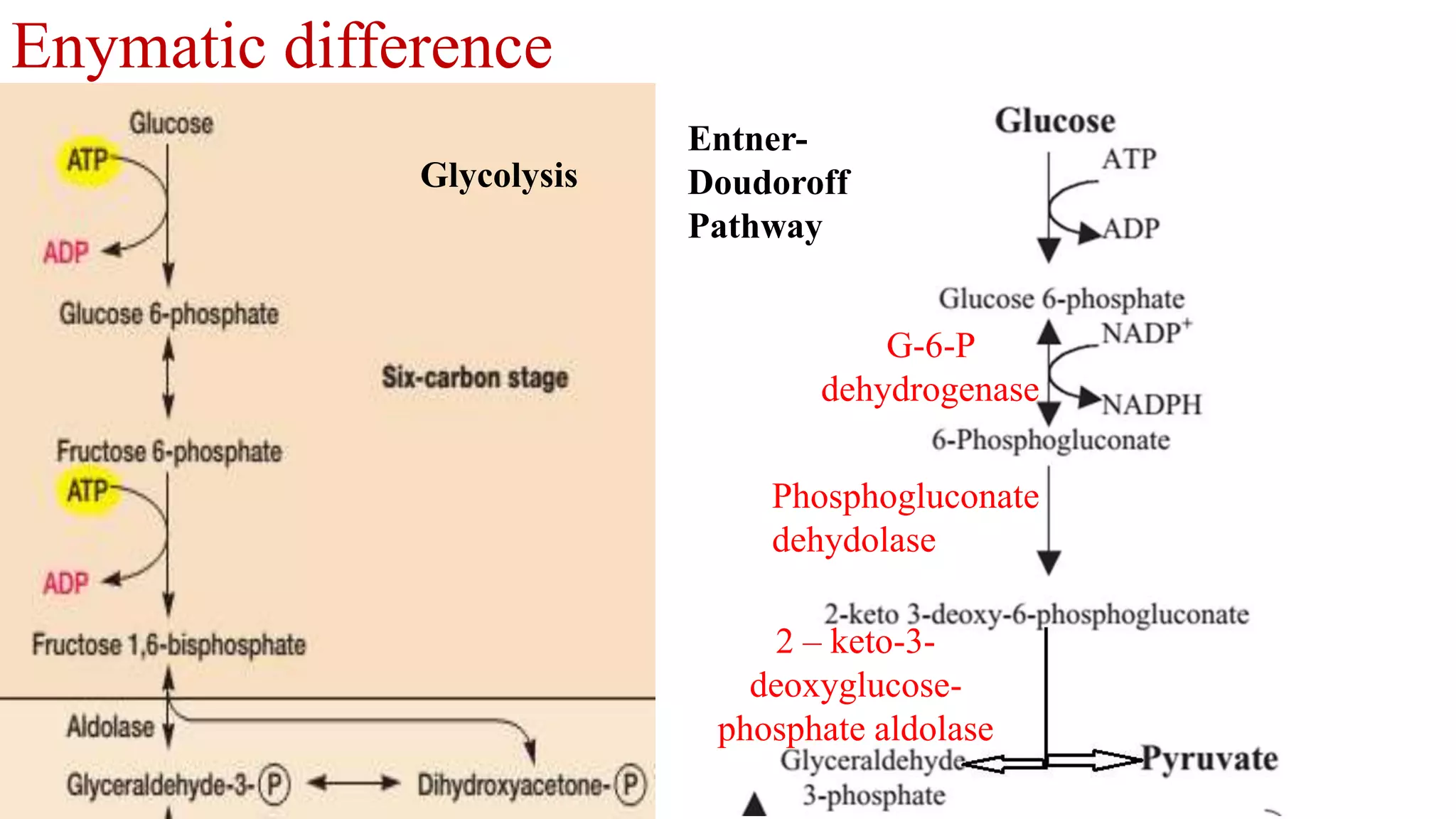 EDP pathway and comparision with PP pathway, EMpathway, Glycolysis | PPT