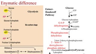 EDP pathway and comparision with PP pathway, EMpathway, Glycolysis | PPT