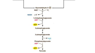EDP pathway and comparision with PP pathway, EMpathway, Glycolysis | PPT