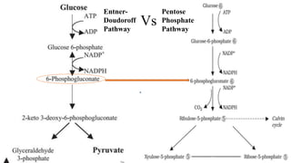 EDP pathway and comparision with PP pathway, EMpathway, Glycolysis | PPT