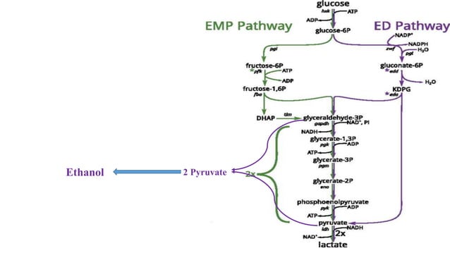 EDP pathway and comparision with PP pathway, EMpathway, Glycolysis | PPT