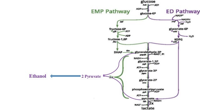 EDP pathway and comparision with PP pathway, EMpathway, Glycolysis