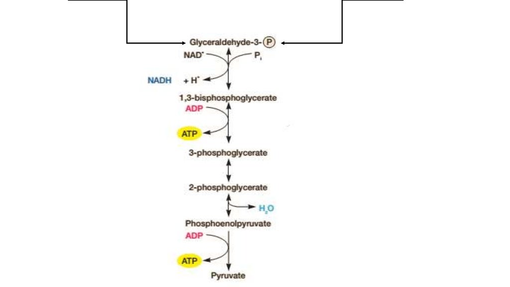 EDP pathway and comparision with PP pathway, EMpathway, Glycolysis