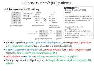 Edp pathway | PDF