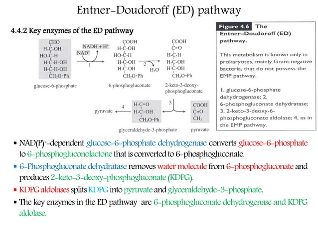 Edp pathway | PDF