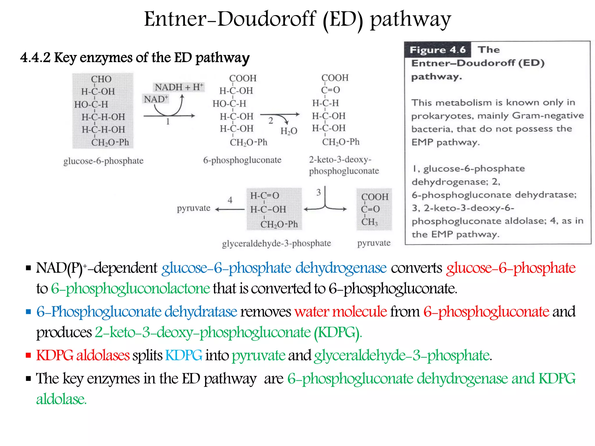 Edp pathway | PDF