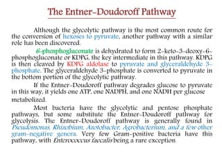 Entner Doudoroff Pathway