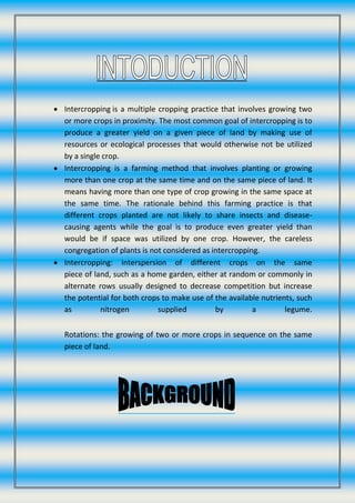 INTERCROPPING PROJECT WORK | PDF
