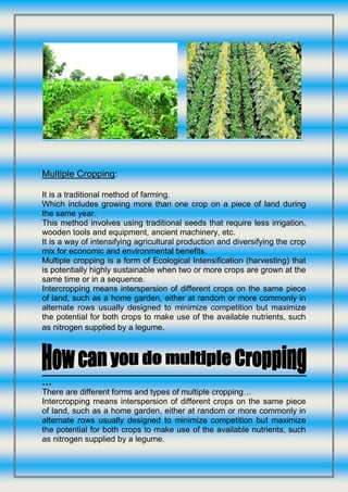 INTERCROPPING PROJECT WORK | PDF