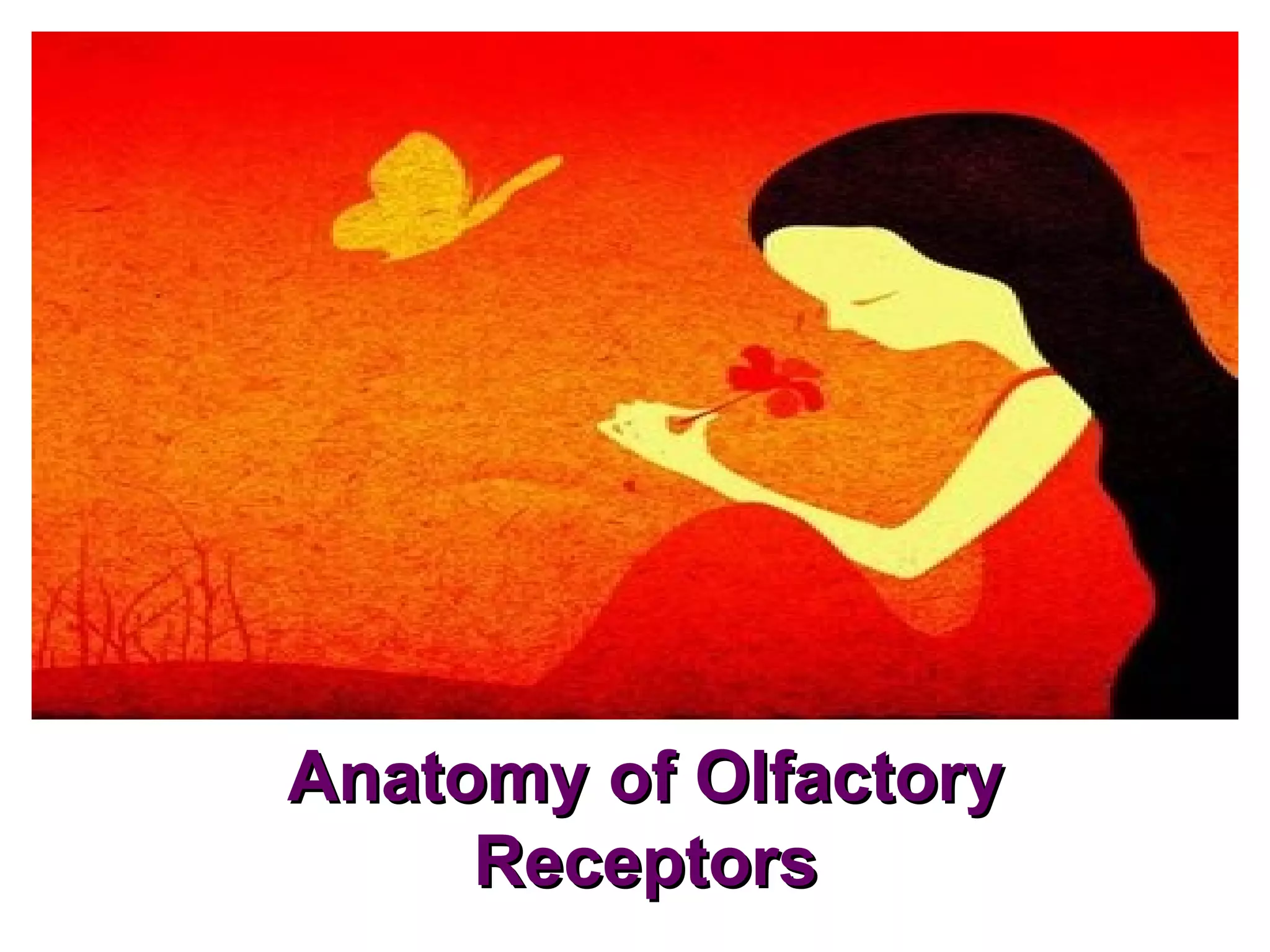 physiology of smell | PPT