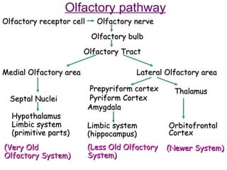 physiology of smell | PPT