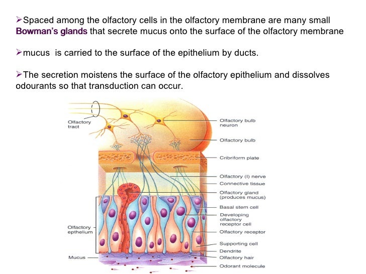 Anatomy Of Smell