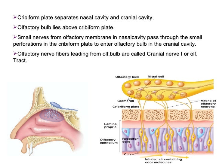 Anatomy Of Smell