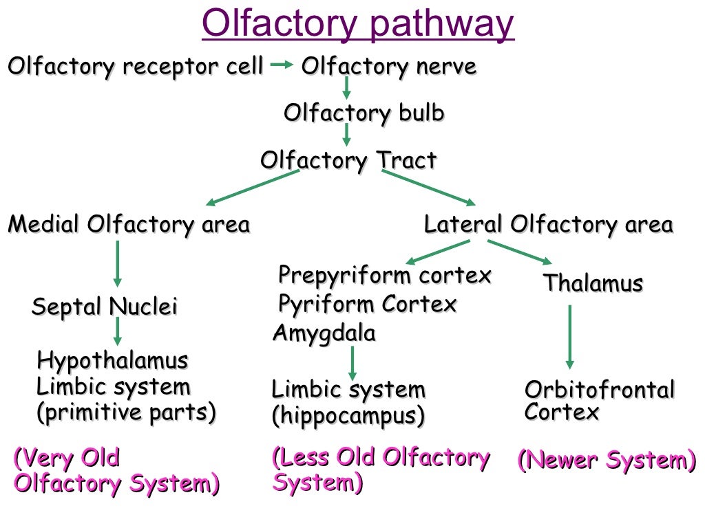 physiology of smell
