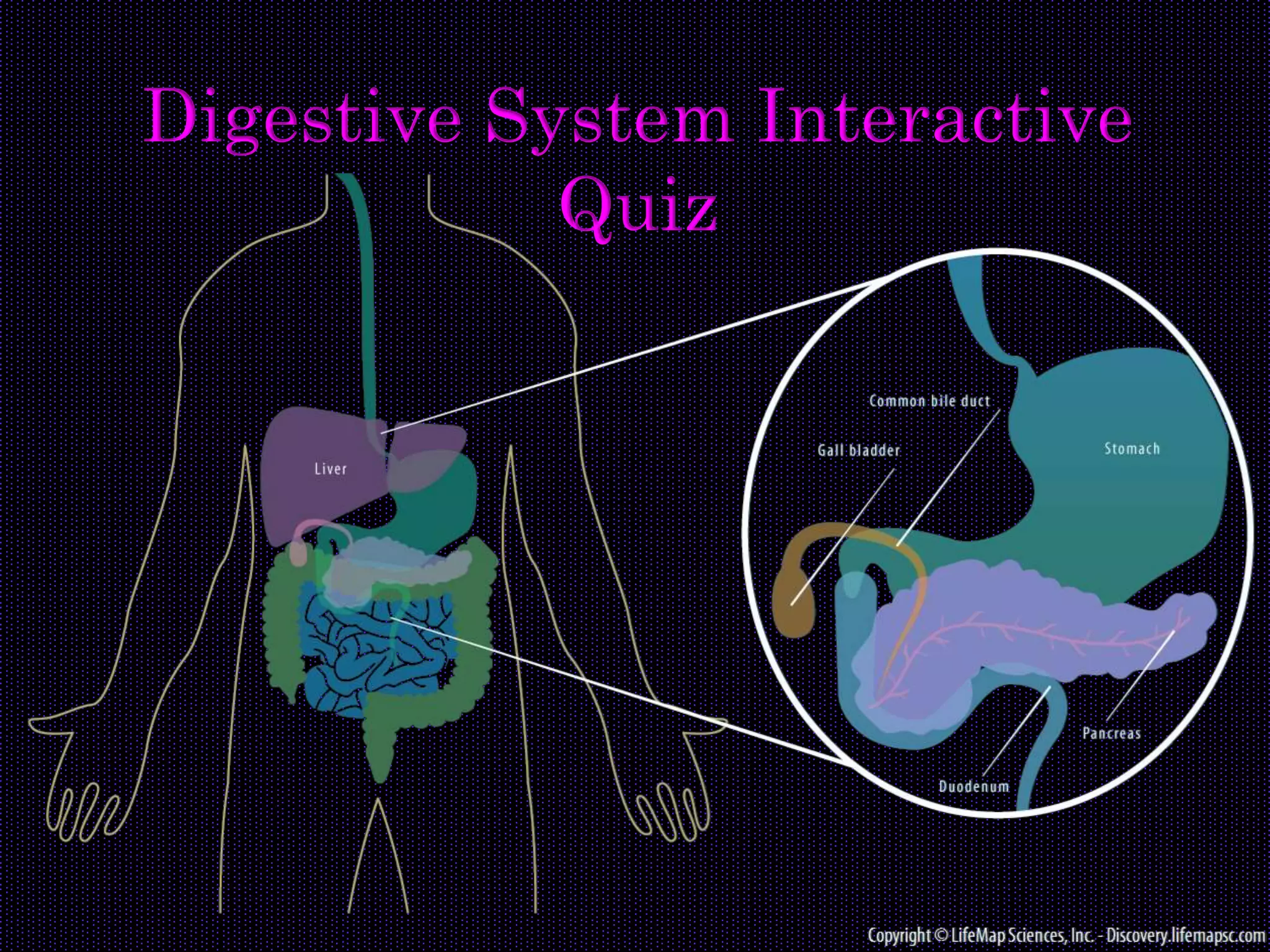 Digestive System interactive game | PPTX