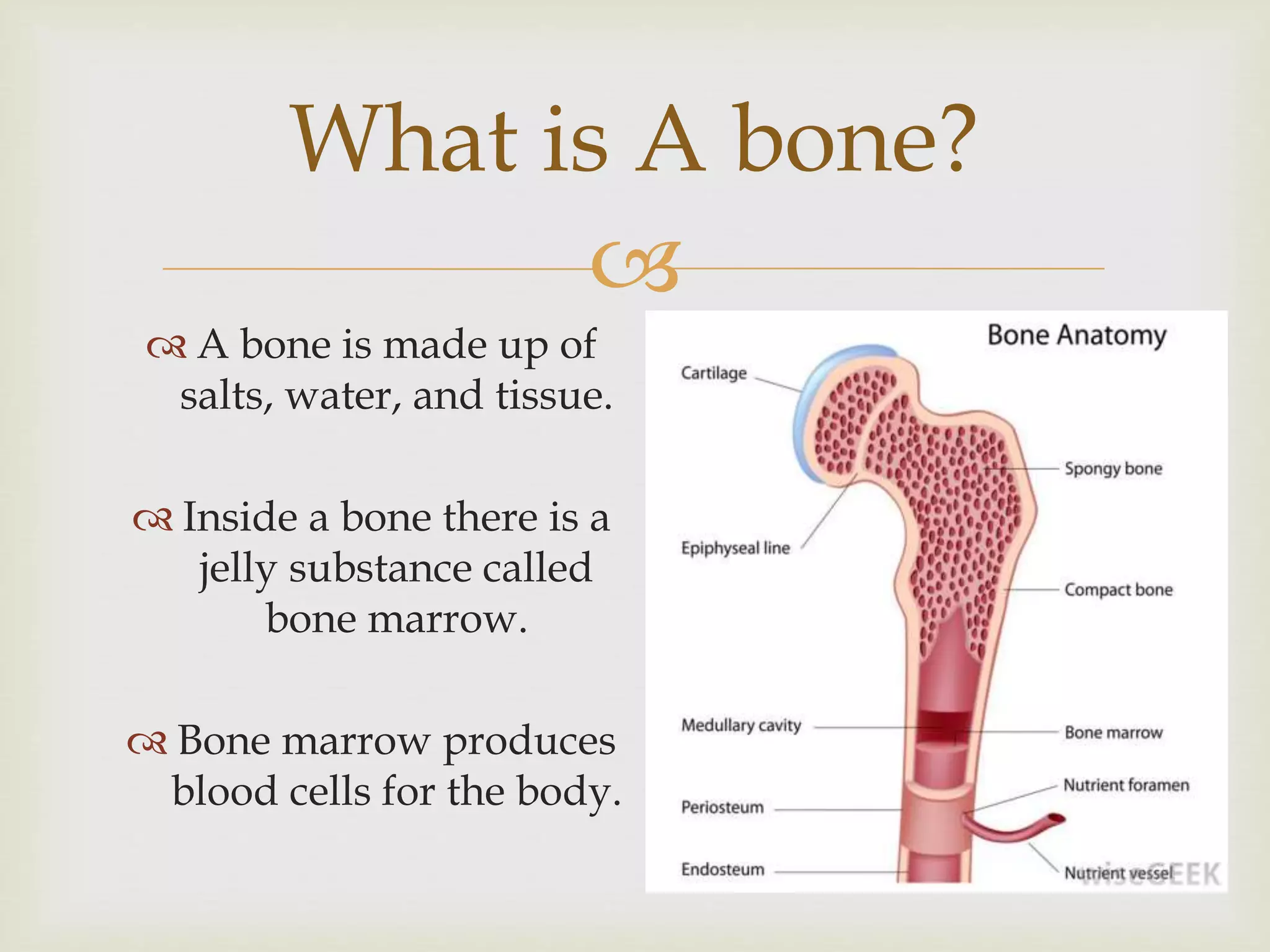 The Skeletal System (nellz10186) | PPTX