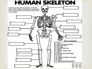 The Skeletal System (nellz10186) | PPTX