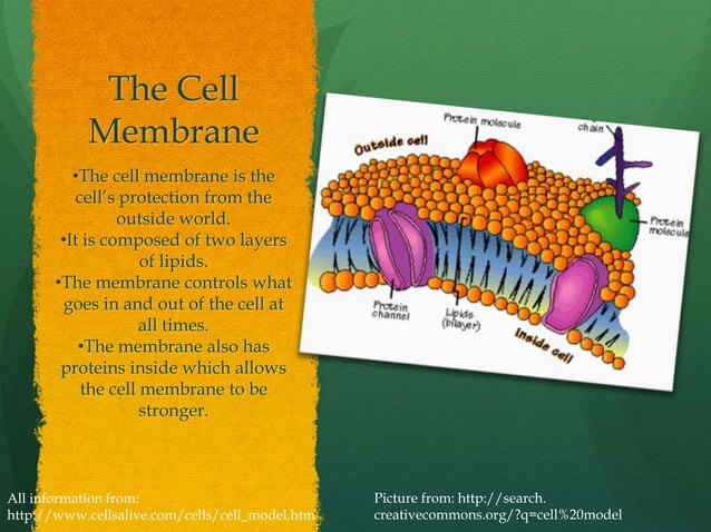 Edu 290: Biology of Cells | PPT