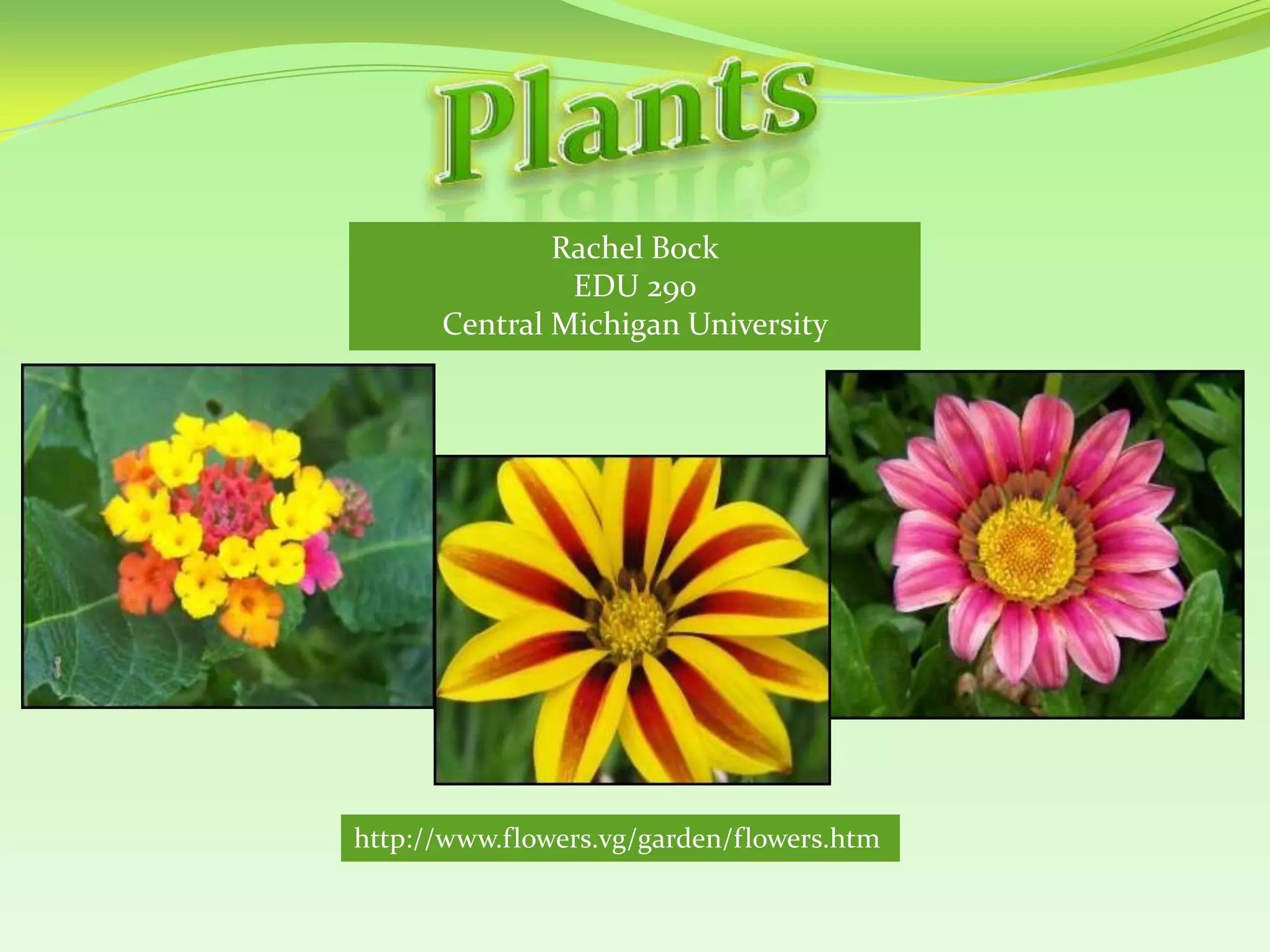 Plants and their Functions Powerpoint | PPTX