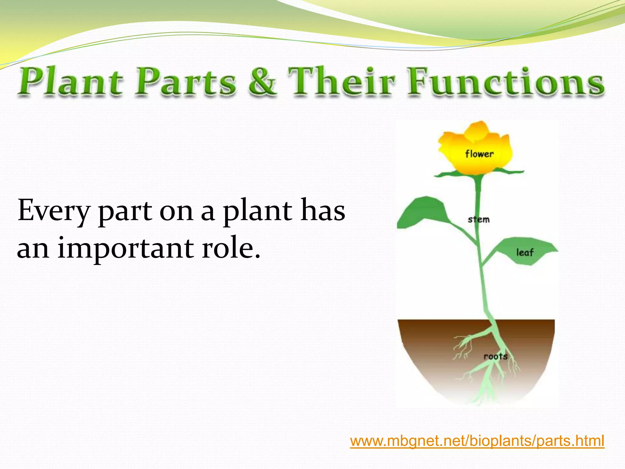 Plants and their Functions Powerpoint | PPTX