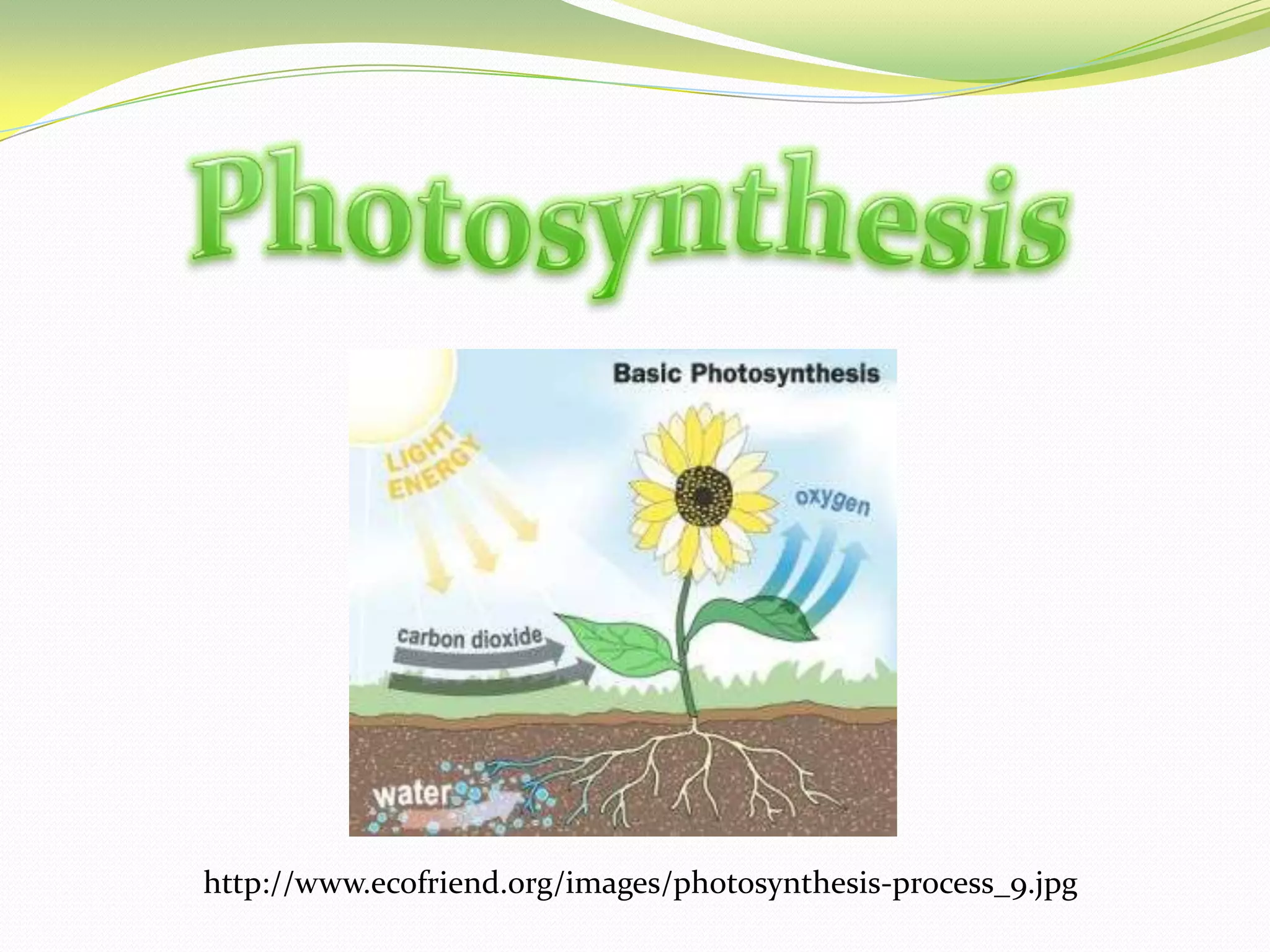 Edu 290 Feb 2010 Powerpoint Presentation-Plants | PPTX