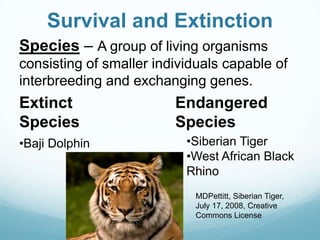 Edu290 part 1 evolution and biodiversity | PPTX | Biological Sciences ...