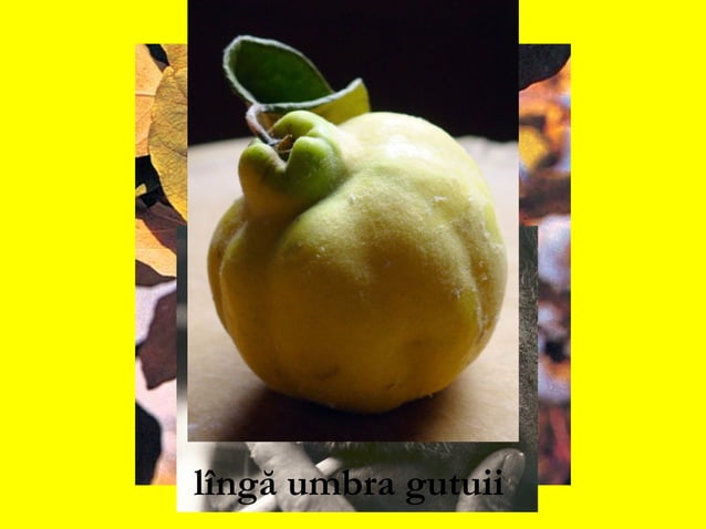 Eduard Tara UMBRA GUTUII | PPS
