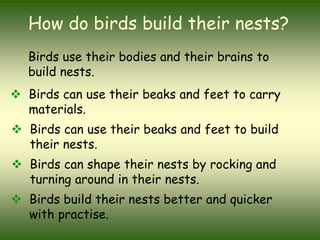Bird's nests marvels by Anne Woodfield ASAB | PPT