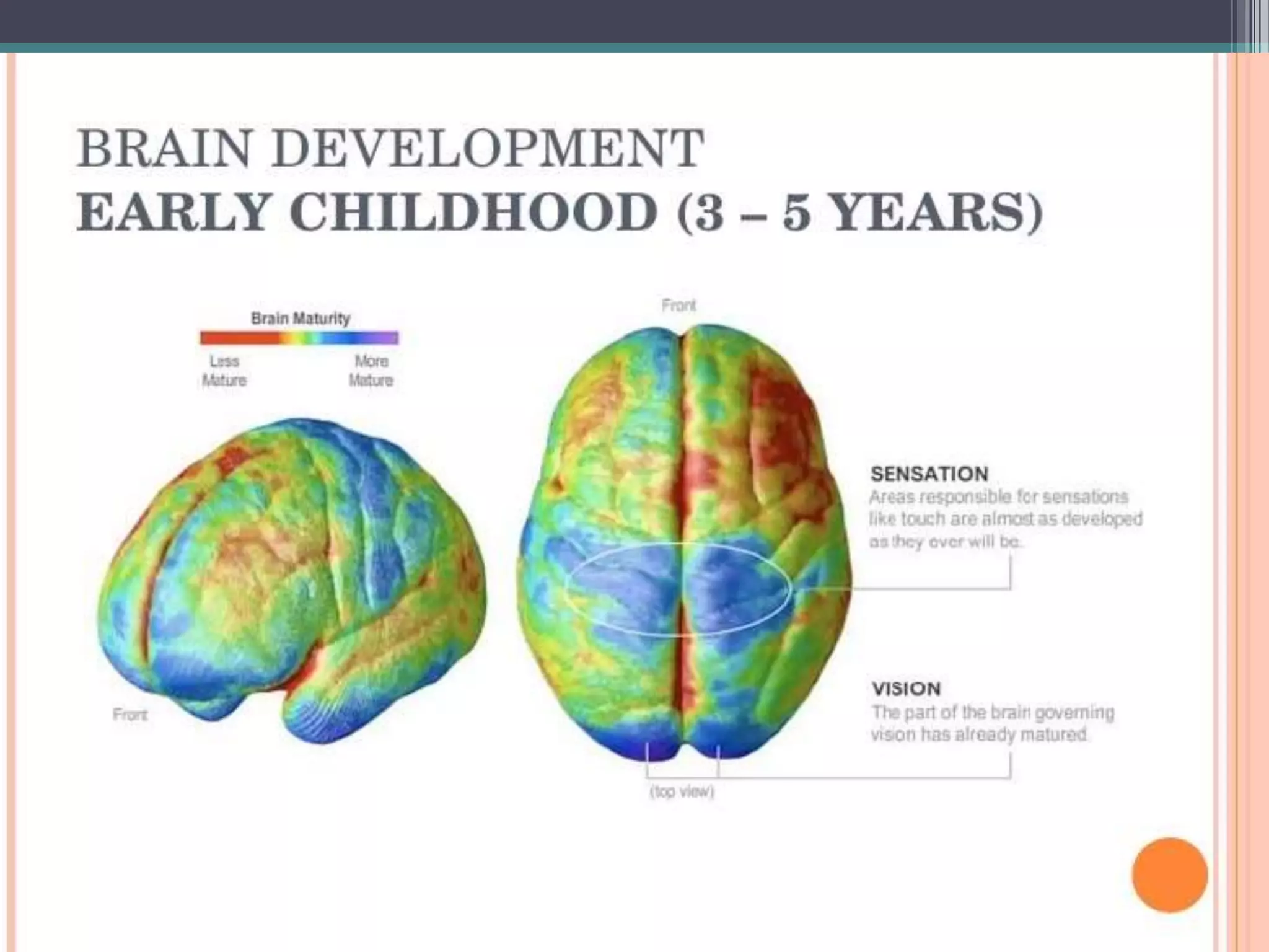 Education 1 : Brain development | PPTX | Brain and Nervous System Disorders | Diseases and ...